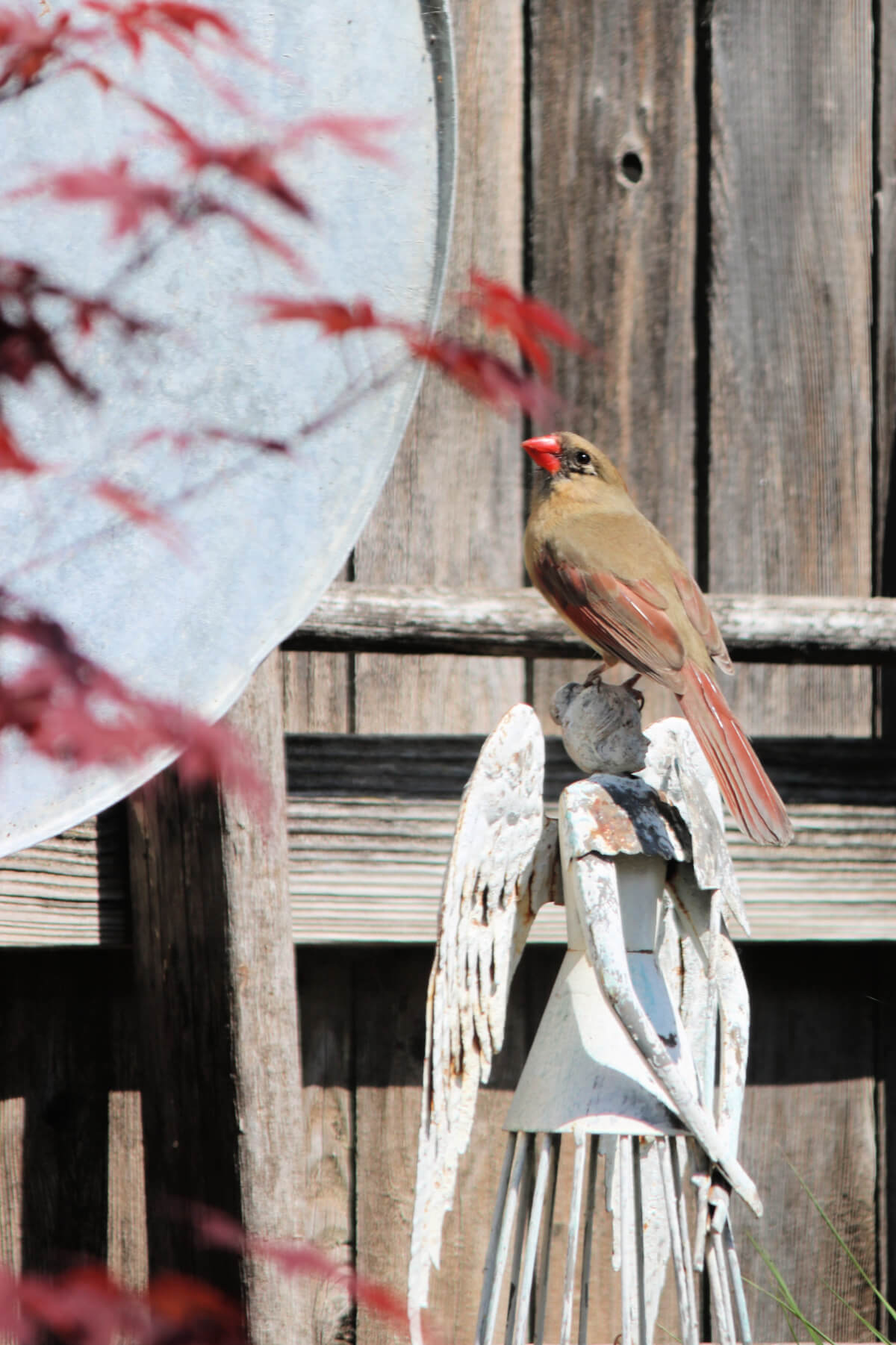 Fun Facts About Cardinals · COZY LITTLE HOUSE