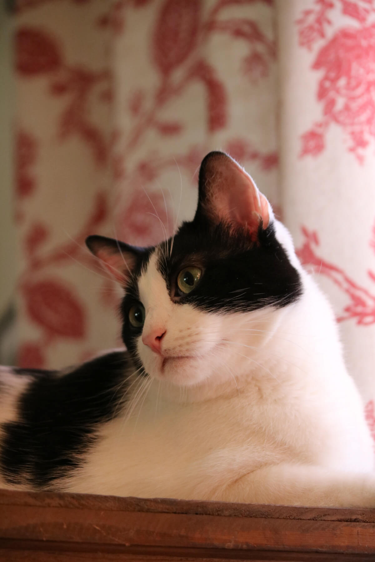 Gracie's Version Of The Zoomies · COZY LITTLE HOUSE