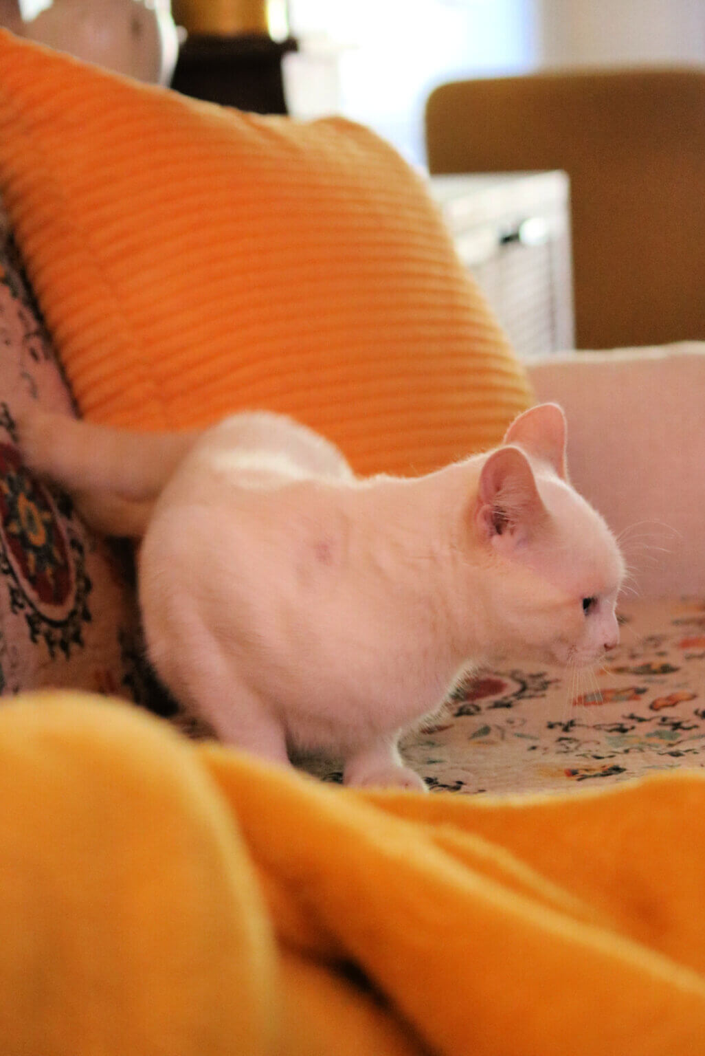 Gracie's Version Of The Zoomies · COZY LITTLE HOUSE