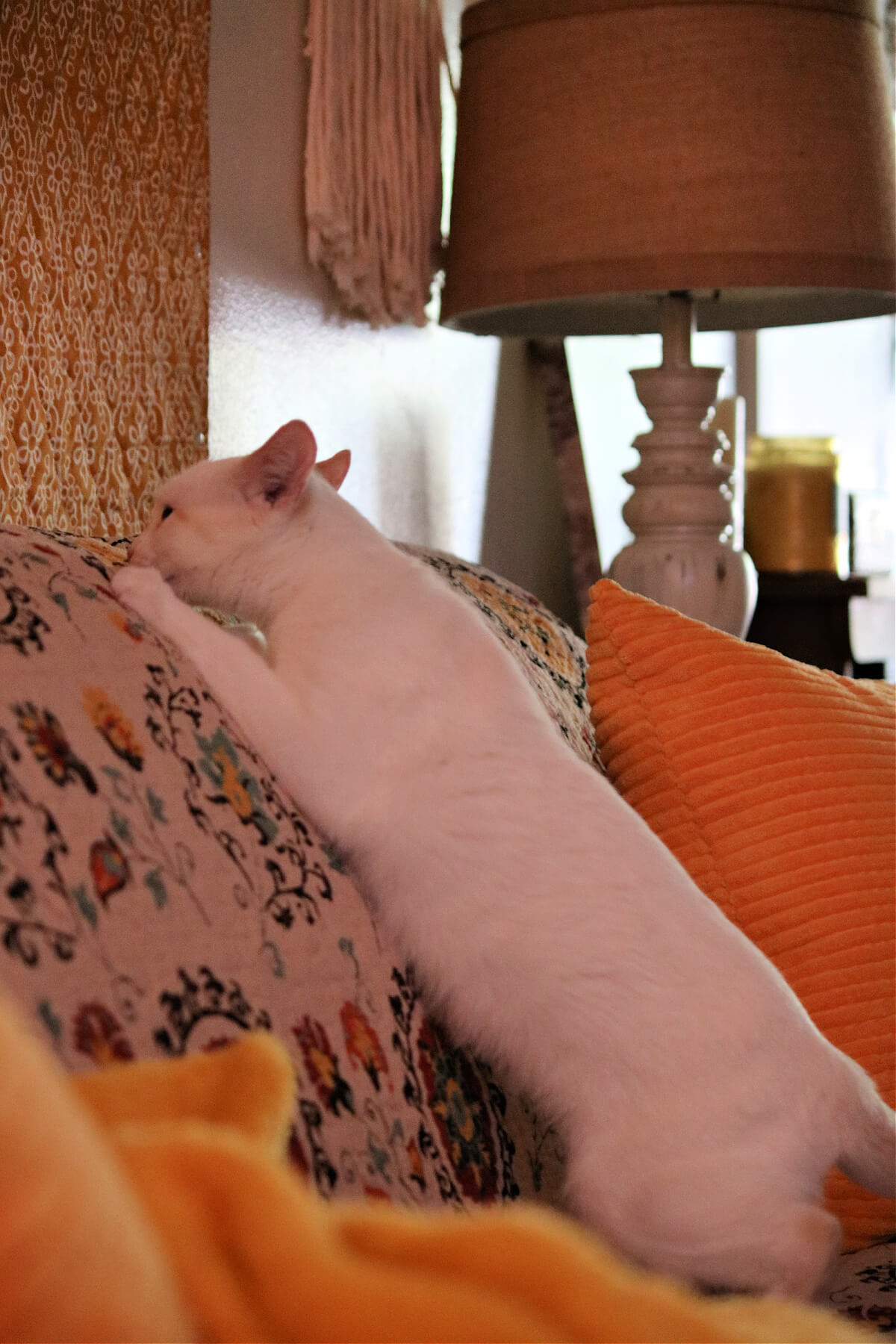 Gracie's Version Of The Zoomies · COZY LITTLE HOUSE