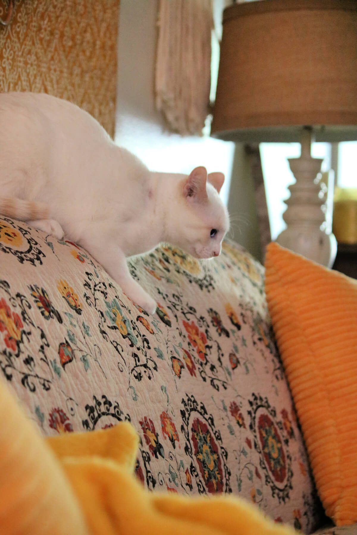 Gracie's Version Of The Zoomies · COZY LITTLE HOUSE