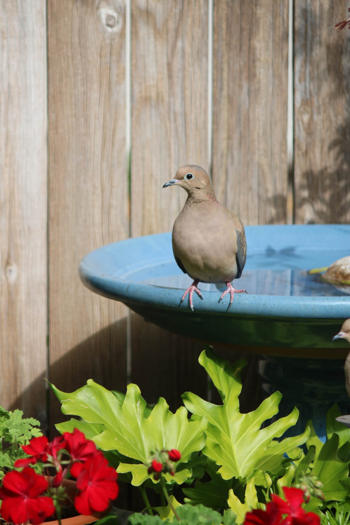Recent Patio Birds That Visited Me · COZY LITTLE HOUSE