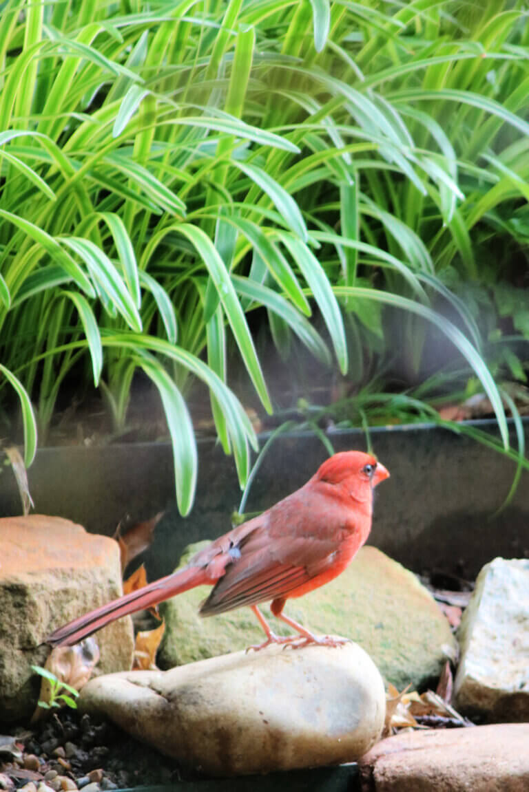 Nature Through My Camera Lens · COZY LITTLE HOUSE