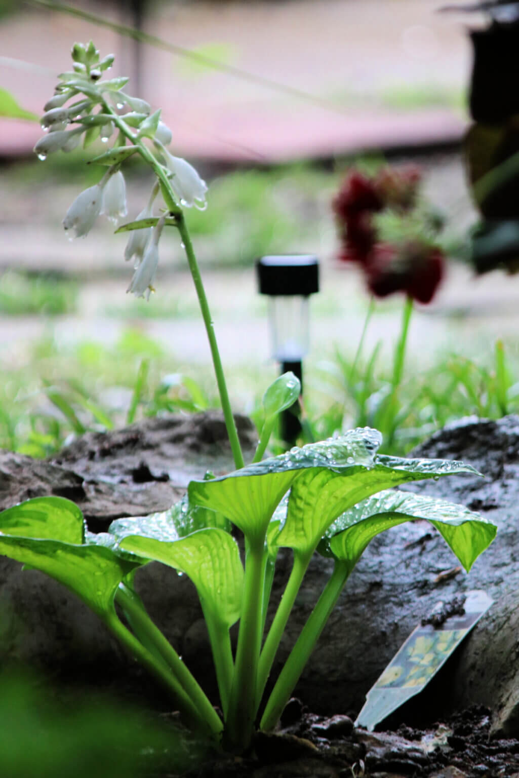 Nature Through My Camera Lens · COZY LITTLE HOUSE
