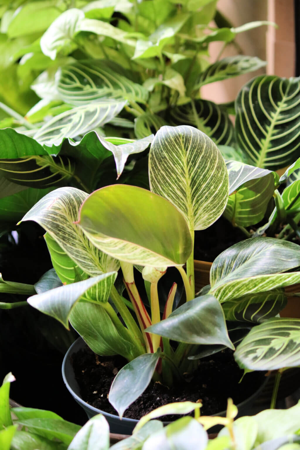 Garden Deva, Squirrels & Lush Plants · COZY LITTLE HOUSE