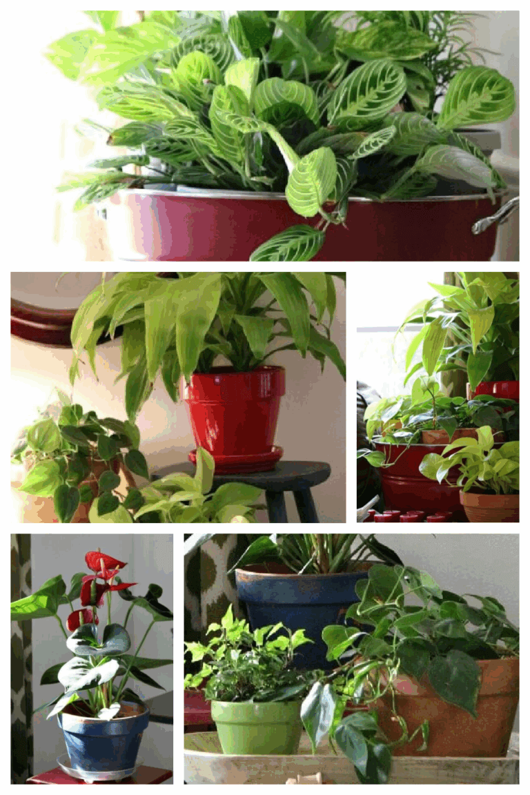 Displaying House Plants In Your Home · COZY LITTLE HOUSE