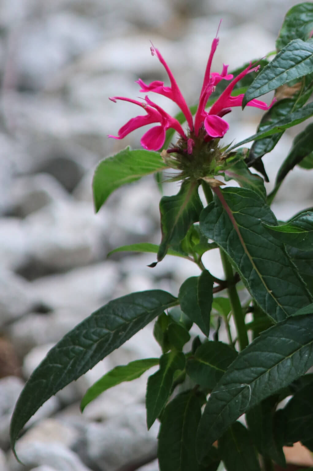 Sunday Snippets 5/21/23 · Cozy Little House