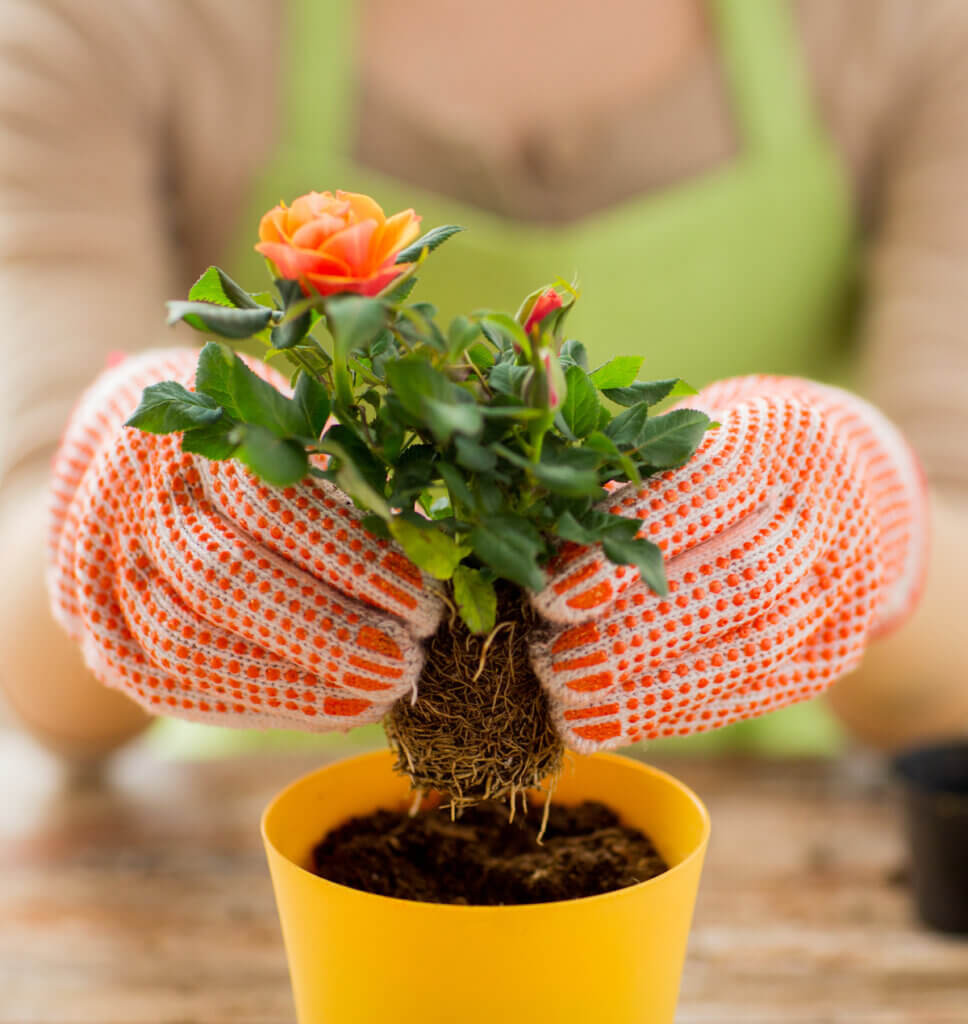 How To Grow Roses In Containers · COZY LITTLE HOUSE