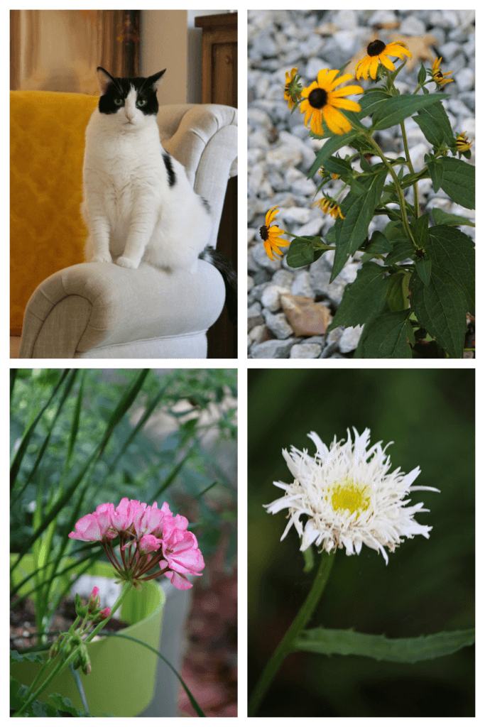 Sunday Snippets 5/21/23 · Cozy Little House