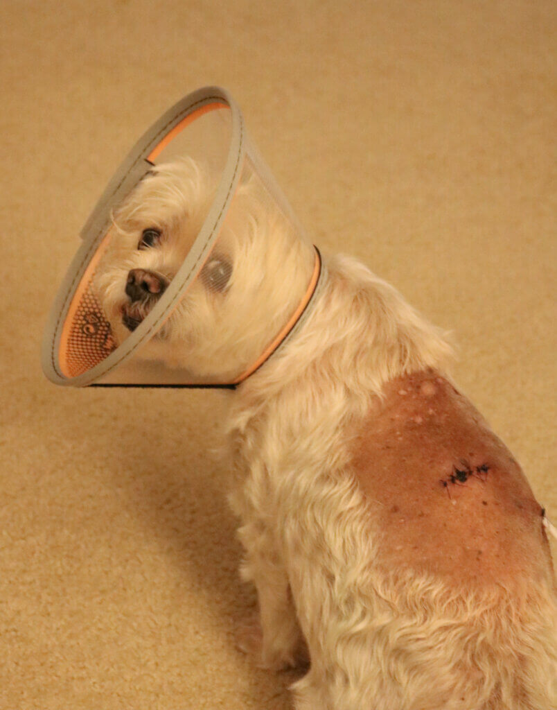 Update On Lisa & Kinzi · COZY LITTLE HOUSE