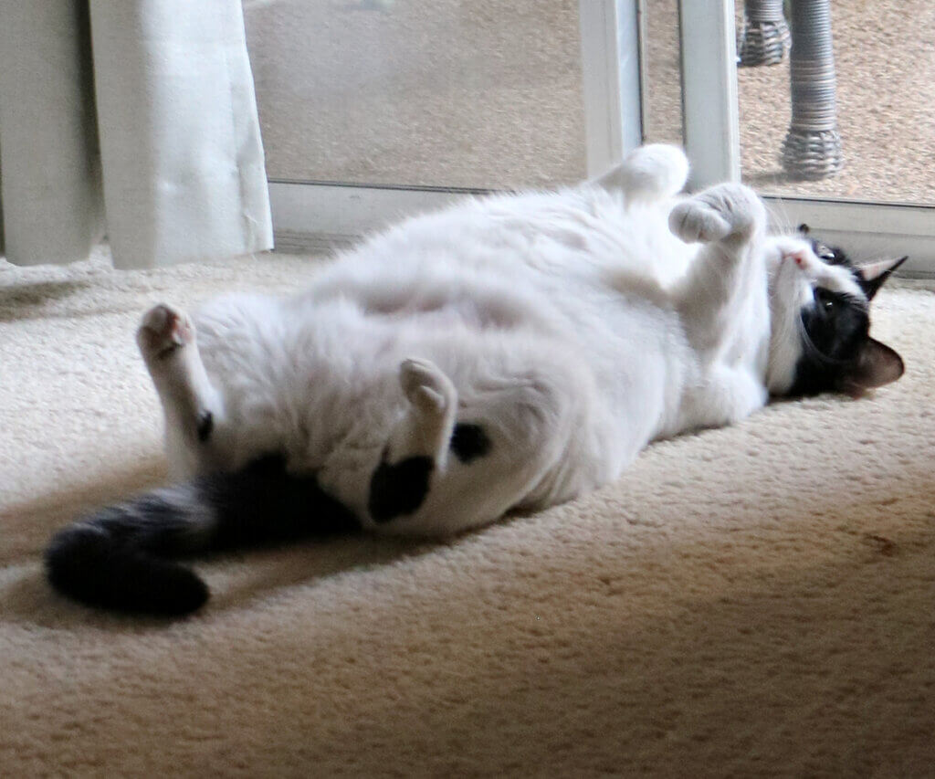 How To Test Your Cat's Intelligence · COZY LITTLE HOUSE