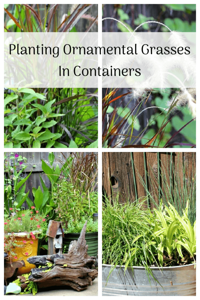 Planting Ornamental Grass In Containers · COZY LITTLE HOUSE